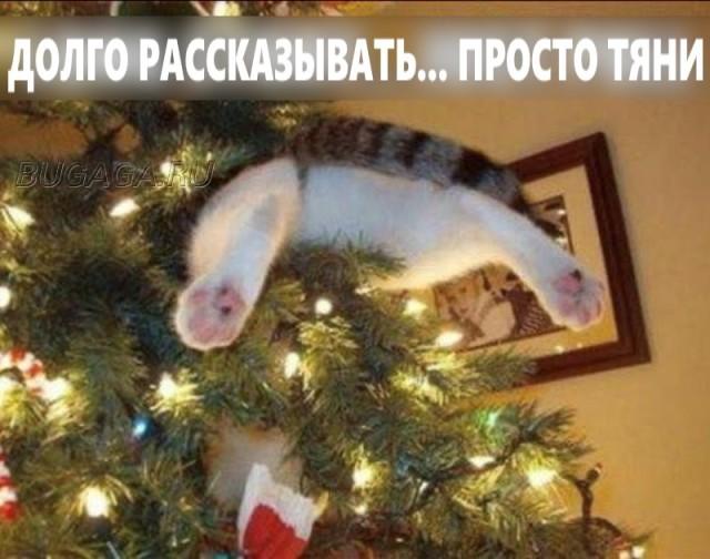 Новогодние мемы с кошками - HaHaLand -развлекательный портал хорошего ...